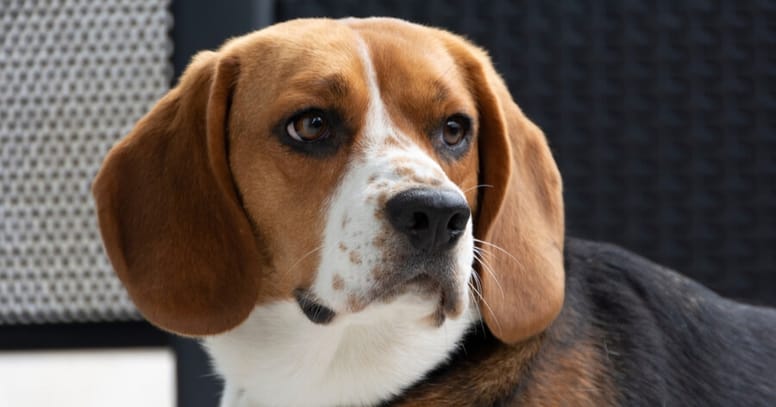 Engelse hondenrassen: van Airedale tot Yorkie