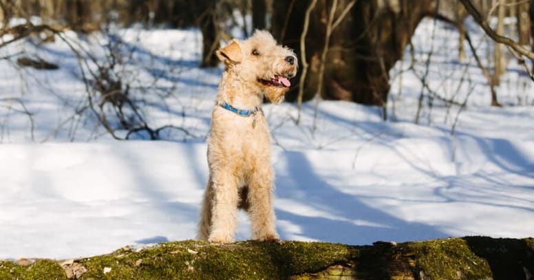 Engelse hondenrassen: van Airedale tot Yorkie