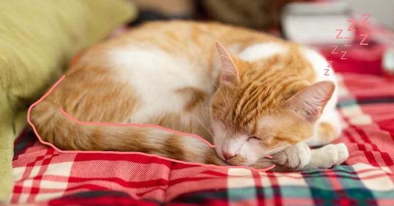 Kattenstaart taal: alles over de houding van de staart van jouw kat