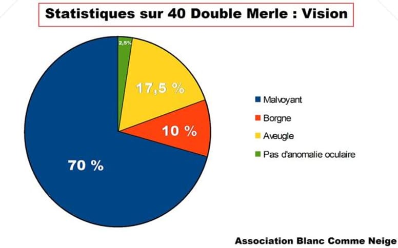 Chiens double merle : retour sur les dangers de l’élevage de chiens de ...