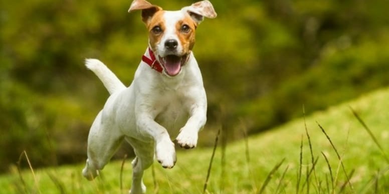 Mon chien bio : Wamiz se met au vert