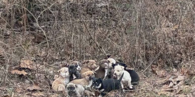 A postwoman heard cries in the woods and made an incredible discovery