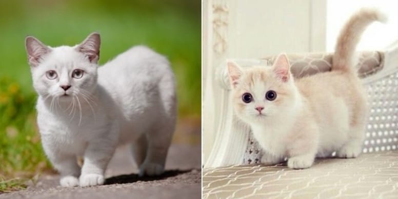 20 adorables raisons d’adopter un Munchkin, le chat qui reste «bébé ...