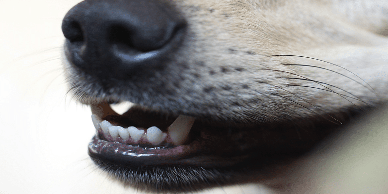 What is periodontal disease in dogs?