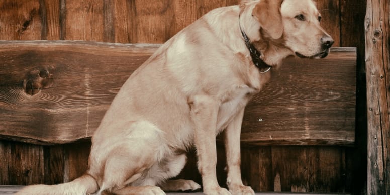 Are back legs on an old dog prone to collapse?