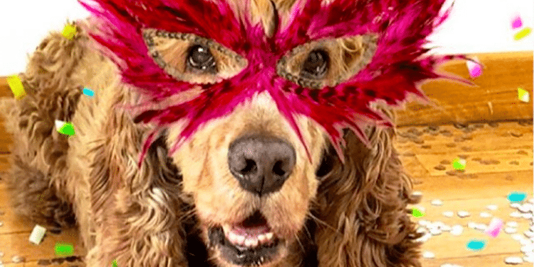 The Italian Dog Blog : intervista alla fondatrice Maria Cavallo