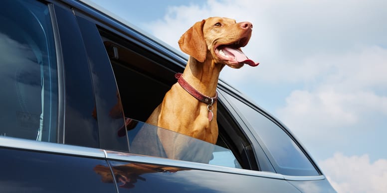 Hund im Auto transportieren: Die Fahrt ist sicher