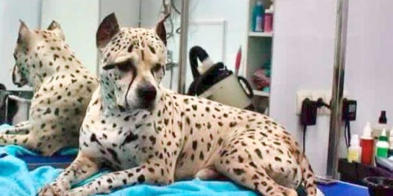 Leopard-Pitbull: Die Wahrheit über den Leopardenhund überrascht jeden