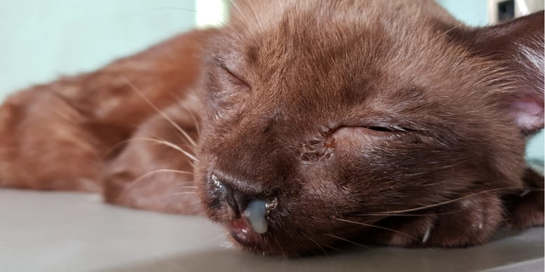 Katzenschnupfen: Symptome, Endstadium und effektive Therapien
