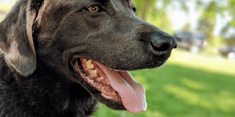 Dog panting: everything you need to know