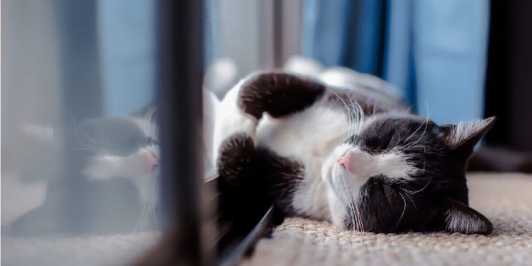 Perfect house cat breeds