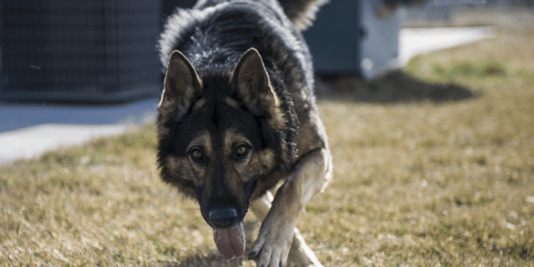 6 guard dog breeds perfect for a family