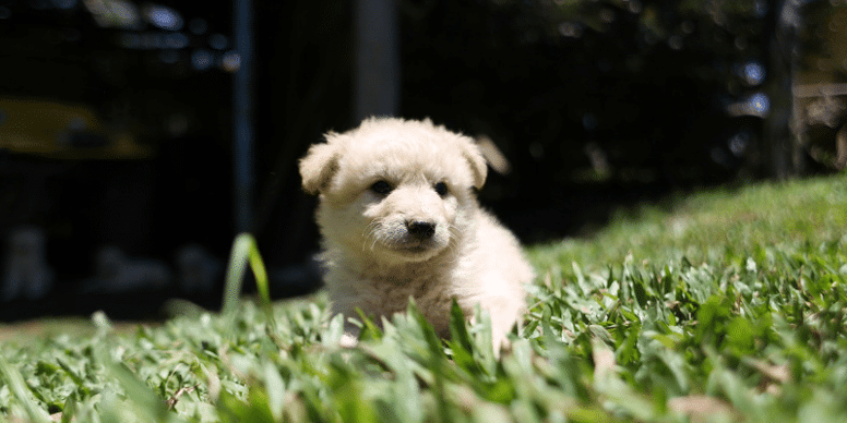 5 small fluffy dogs you'll fall in love with