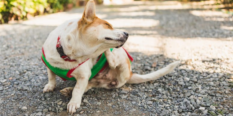 Choroby skóry u psa: przyczyny, objawy i leczenie