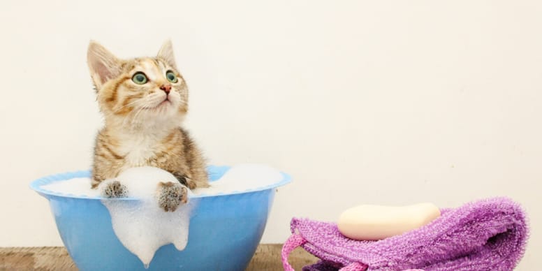 Kan ik mijn kat een bad geven?