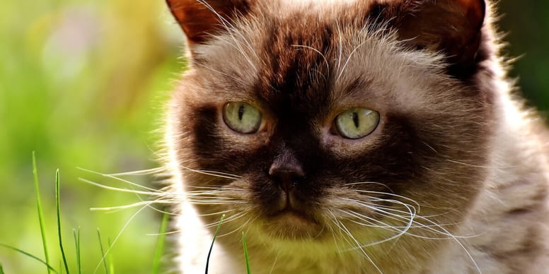 Here's how to treat cat mange