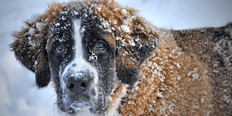 The dog's temperature: all there is to know
