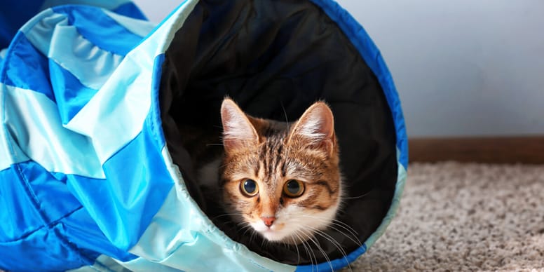 Tips to train your cat