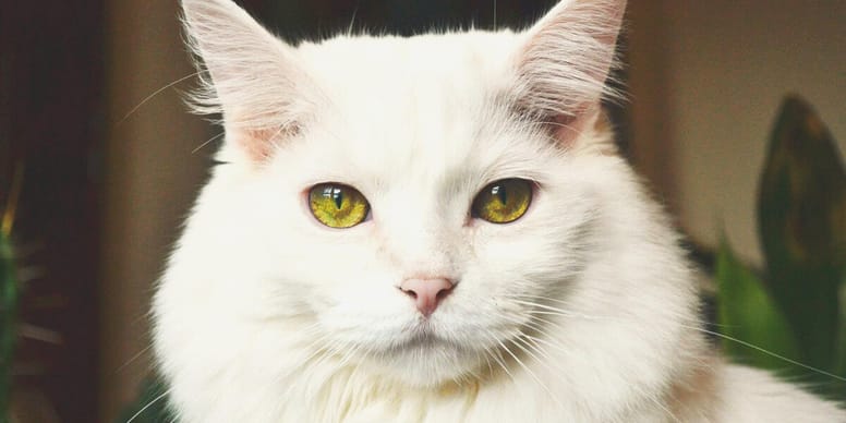 All there is to know about spaying a cat