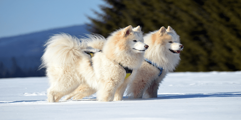 Top 10 of the biggest and fluffiest dog breeds