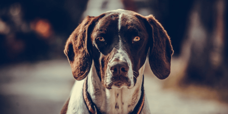 Why do dogs cry?