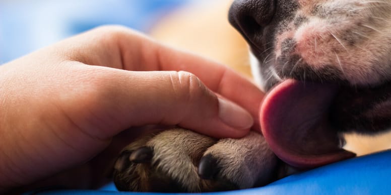 Cuidados para una perra embarazada