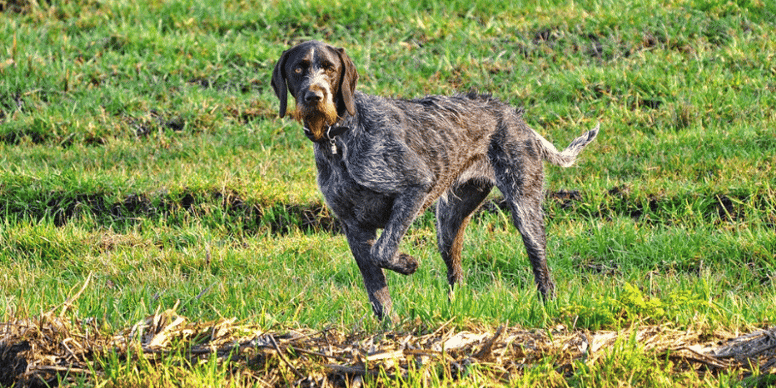 Top 8 hunting dog breeds