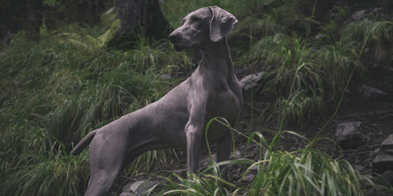 Blue dog breeds: Blue Heeler, Shar Pei, Irish Wolfhound and many more