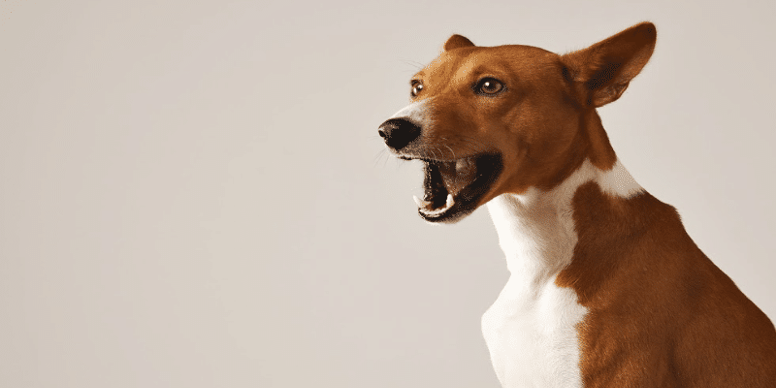 Here's how to teach a dog to speak