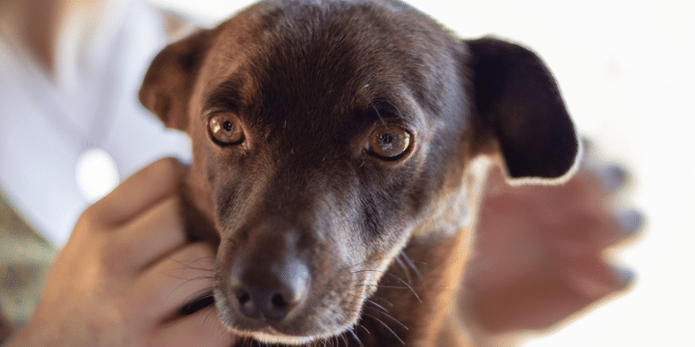 When can a dog be spayed?