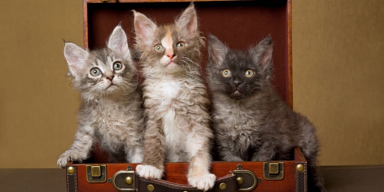 Katze mit Locken: Diese Rassen haben ein lockiges Fell