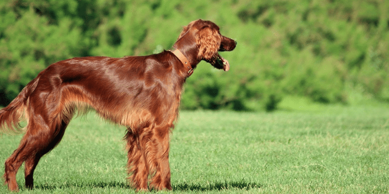 Red haired dog breeds who are absolutely gorgeous