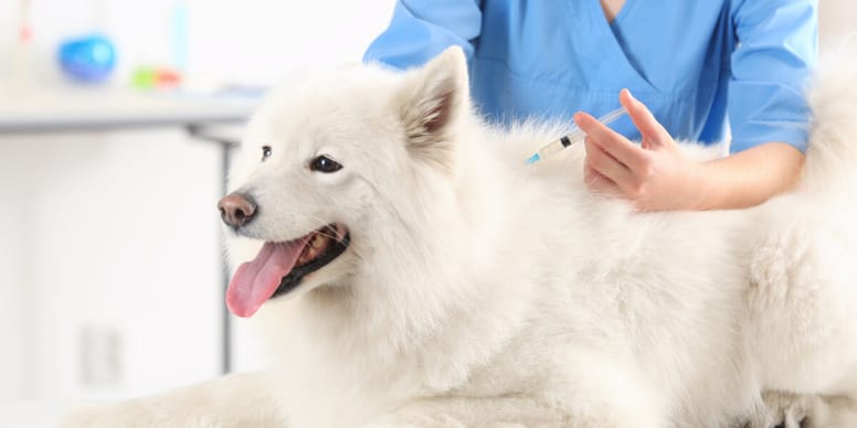 Booster vaccines for dogs