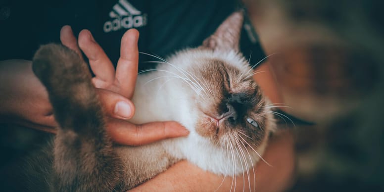 Things to know if you're a first-time cat owner