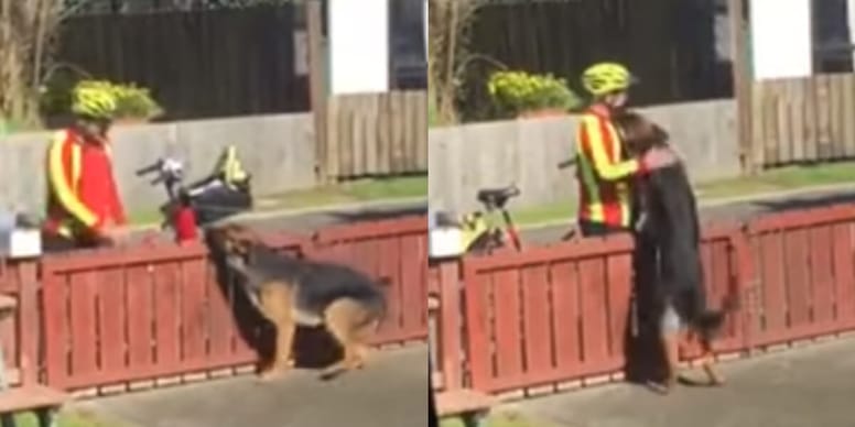Postman is secretly filmed with German Shepherd; footage quickly goes viral