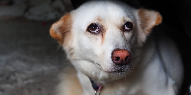 Ängstlicher Hund: Angst bei Hunden erkennen