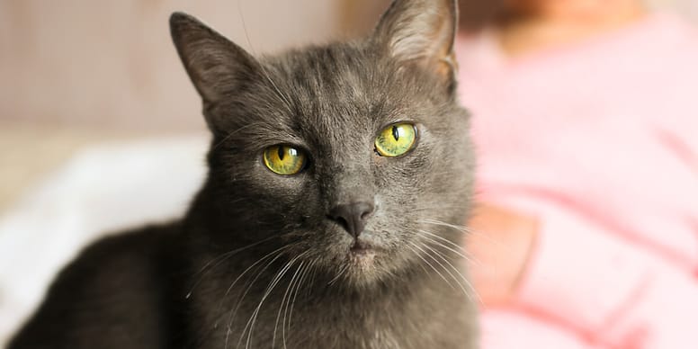 Signs your cat is ageing