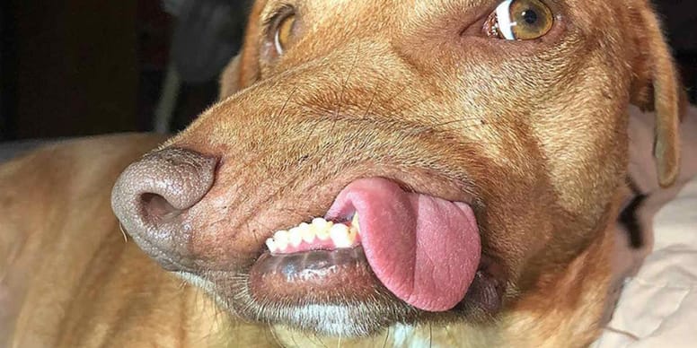 Behinderter Hund hat endlich die Liebe seines Lebens gefunden!