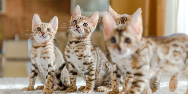 Hygiene tip: house train your kitten