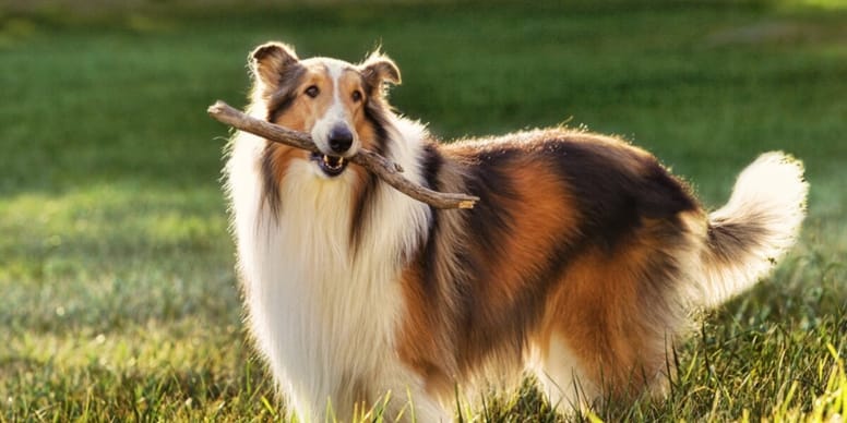 Lassie: Alles over de meest bekende Schotse Langharige Collie filmster