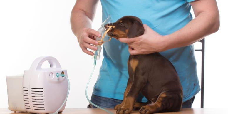 Mi perro tiene asma: ¿cómo puedo cuidarlo?