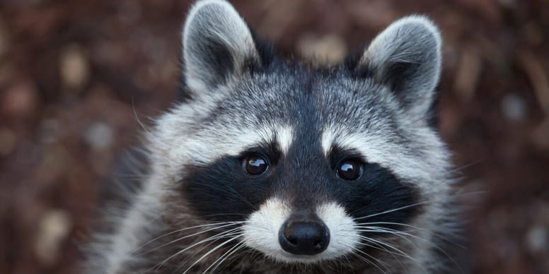 Por qué no debes, bajo ningún concepto, tener un mapache en casa