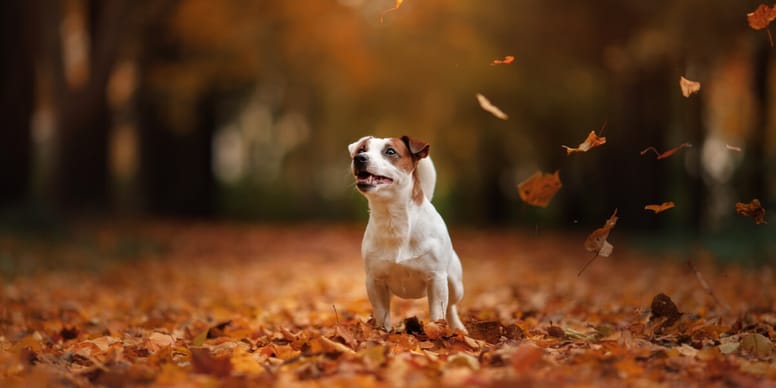 Autumn dangers for dogs: 5 things to look out for