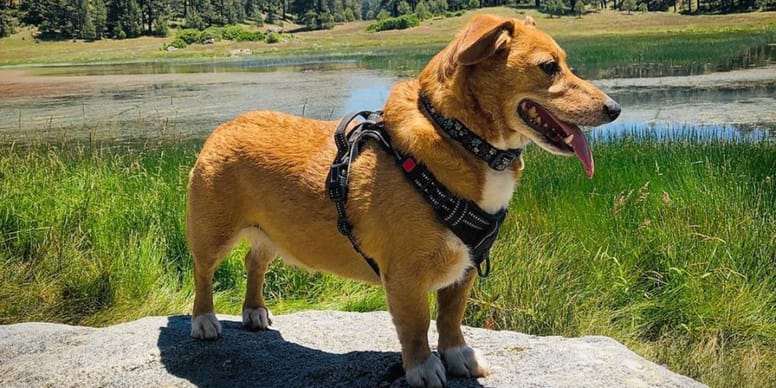 Dorgi: De Teckel Corgi mix was Koningin Elisabeths favoriet!