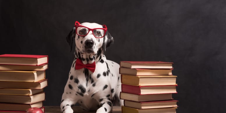 Top 10 smartest dog breeds