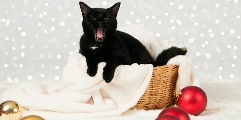 The Yule cat of Iceland and Icelandic Christmas folklore