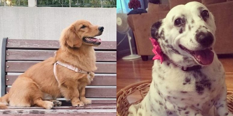 10 unusual but very adorable cross breed dogs you may not have heard of
