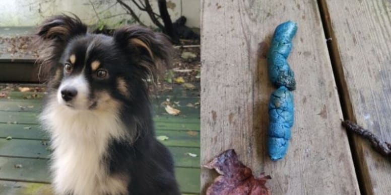Owner stunned when he figures out why his dog's poop came out blue