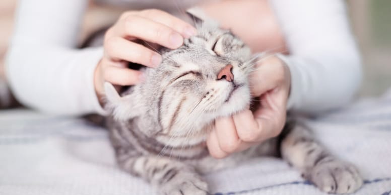 5 of the most affectionate cuddliest cats