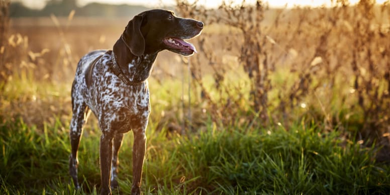 Gun dog breeds: Best gun dogs and hunting training tips